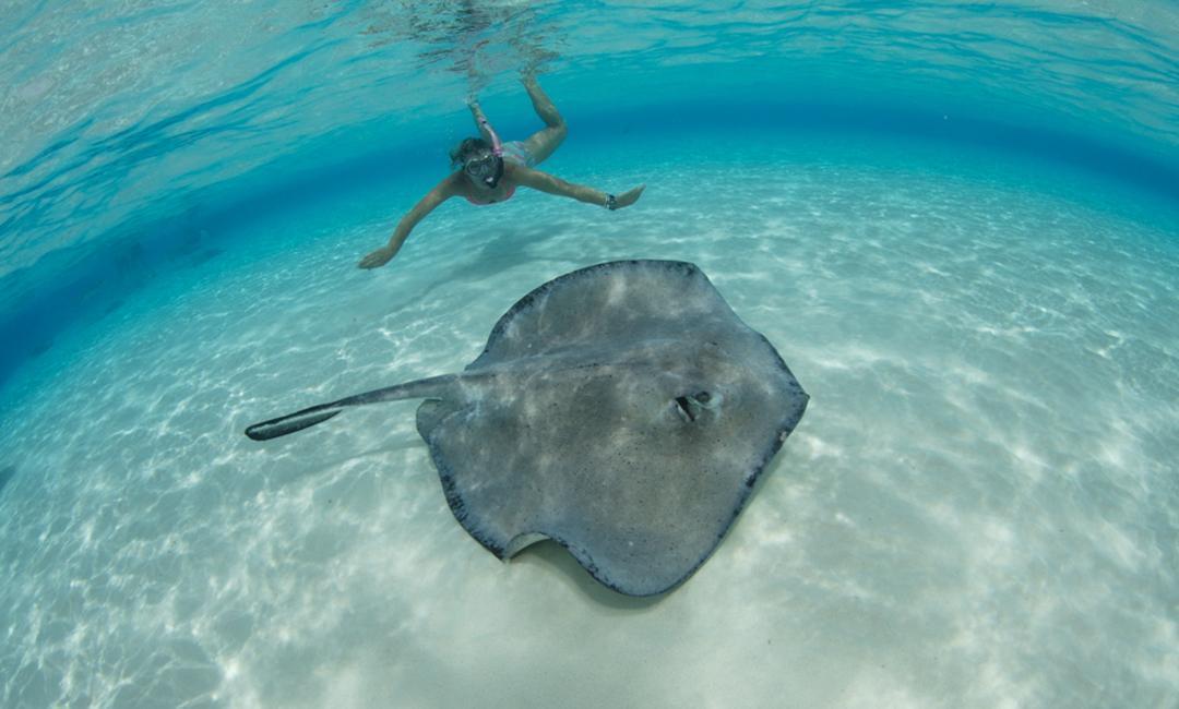 Stingray City Diving, Grand Cayman | Living the Dream Divers
